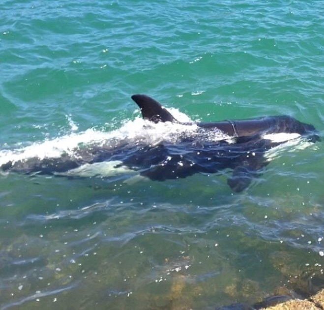 Emma-Jane Mckay is fundraising for Orca Rescues Foundation