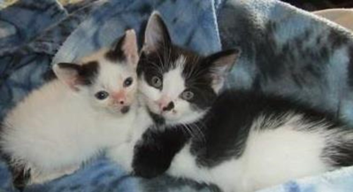 Yorkshire Cat Rescue Appeal is fundraising for Yorkshire Cat Rescue