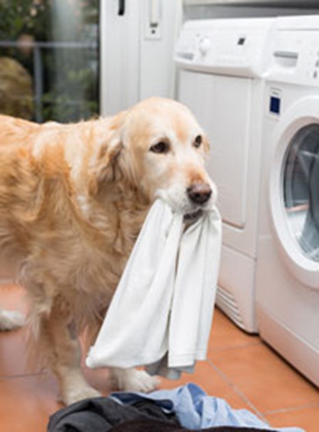 Gables Farm Dogs' and Cats' Home is fundraising for Gables Dogs and ...