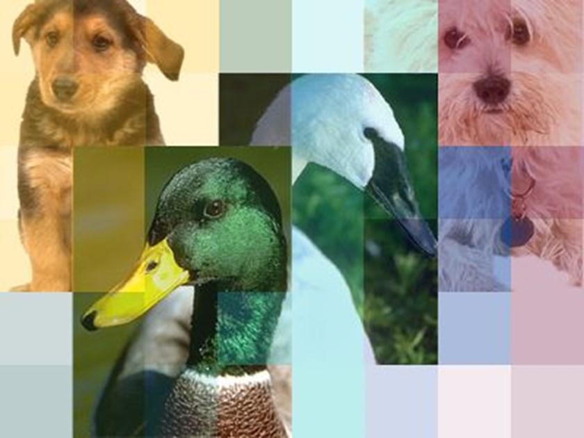 Annie Marriott is fundraising for Animals In Need Northamptonshire