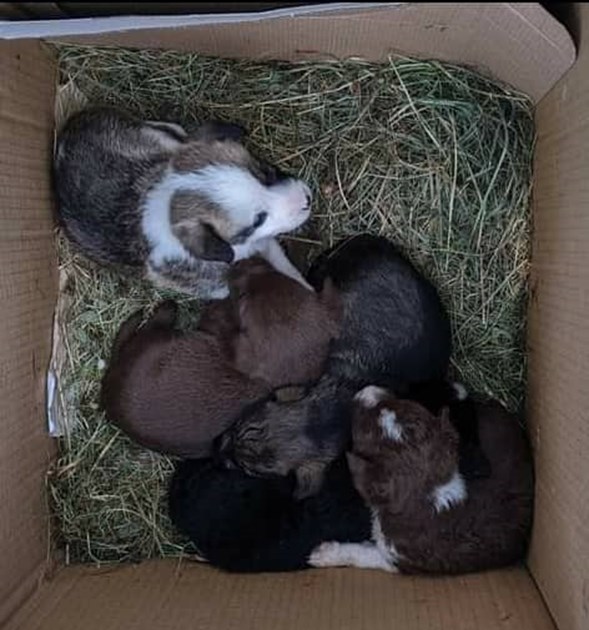 Katrina Wright Is Fundraising For Freedom Angels Romania