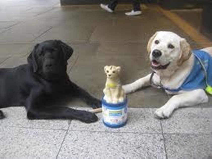 David Kydd is fundraising for Guide Dogs