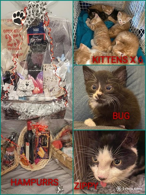 Swale CatsProtection is fundraising for Cats Protection