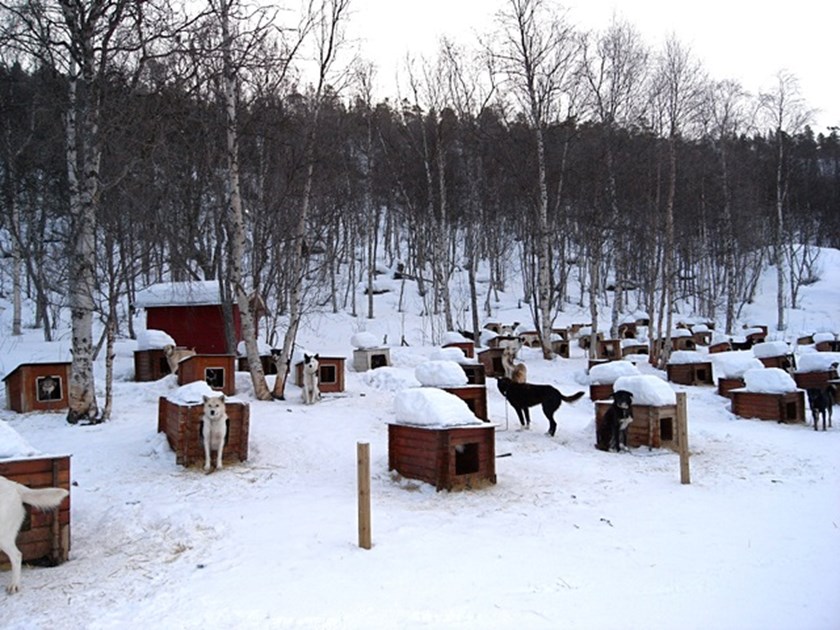 Susan Hulse is fundraising for Battersea