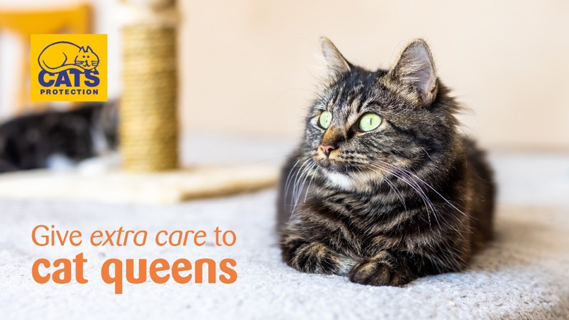 Bedford and Biggleswade Branch Cats Protection is fundraising for Cats ...
