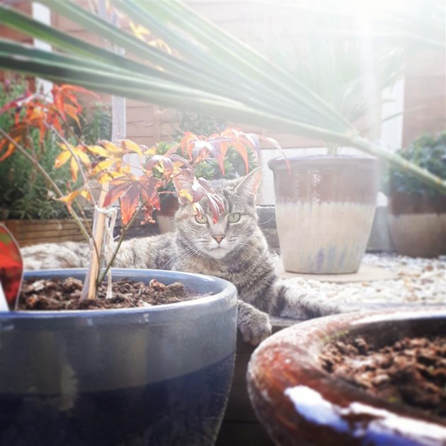 Charlotte Heaton is fundraising for Cats Protection