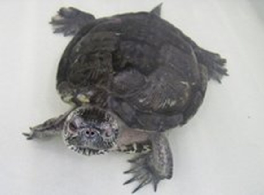 Lisa Cusick is fundraising for Scottish SPCA