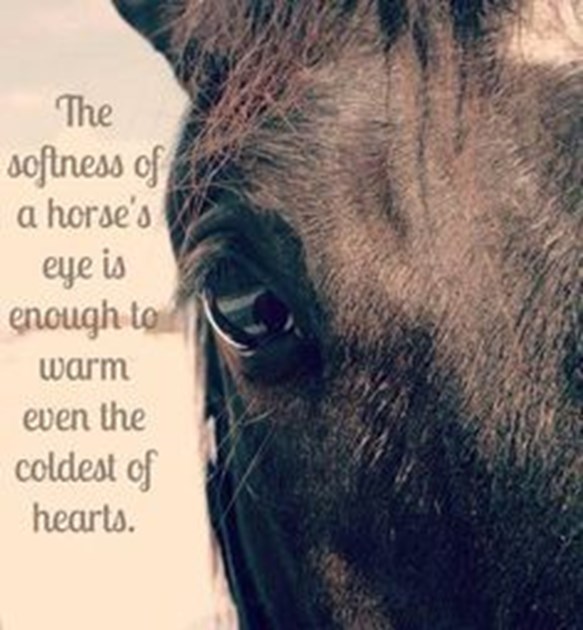 Molly Bourne is fundraising for Remus Memorial Horse Sanctuary