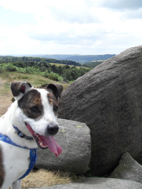 Amanda Bullivant is fundraising for RSPCA Sheffield Branch