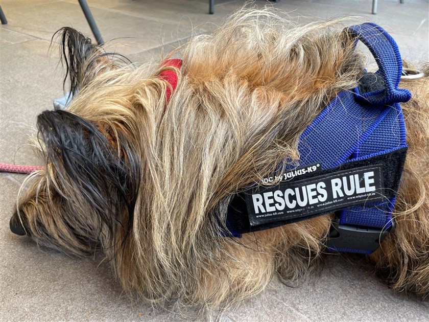 Bridget Lindsay is fundraising for Battersea