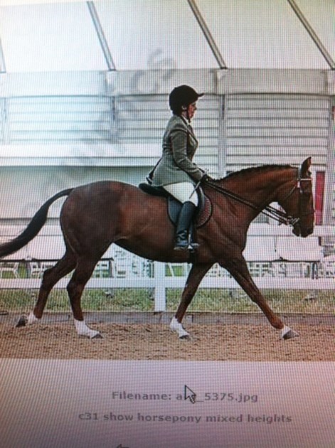 Alison Bligh is fundraising for SPANA