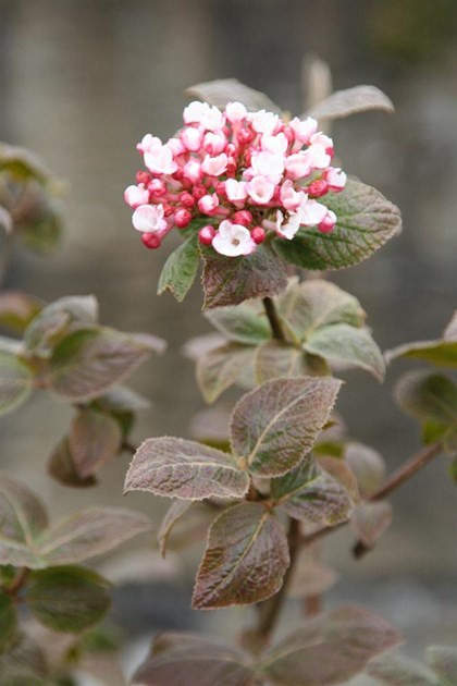 Verity Elliott is fundraising for National Autistic Society