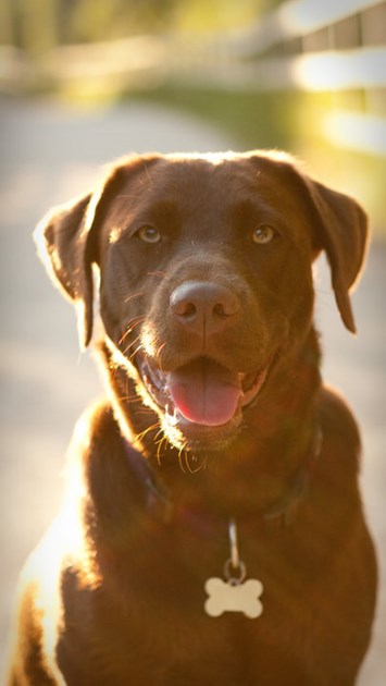 Stephanie Cheadle is fundraising for MANCHESTER & CHESHIRE DOGS HOMES