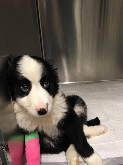 Mike Knight is fundraising for PDSA