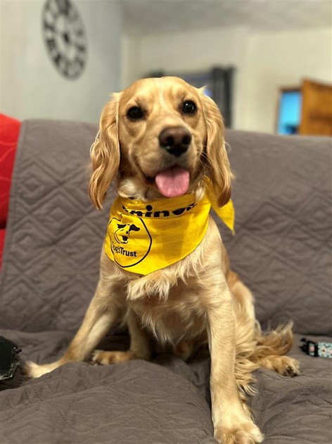 Megan Sharpe is fundraising for Dogs Trust