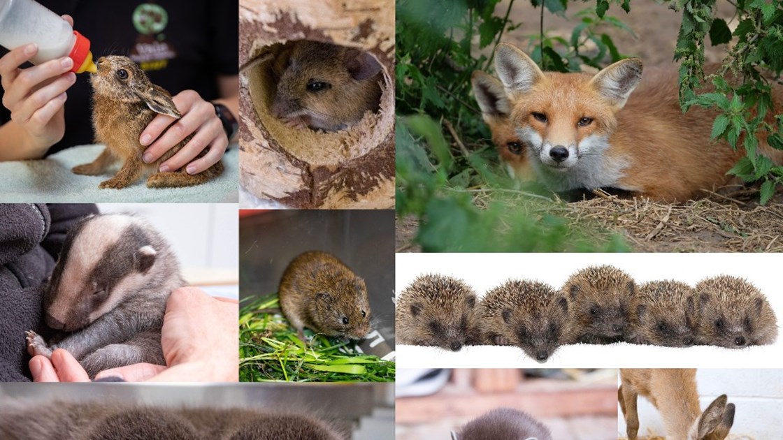 Lisa Garforth is fundraising for Vale Wildlife Hospital ...