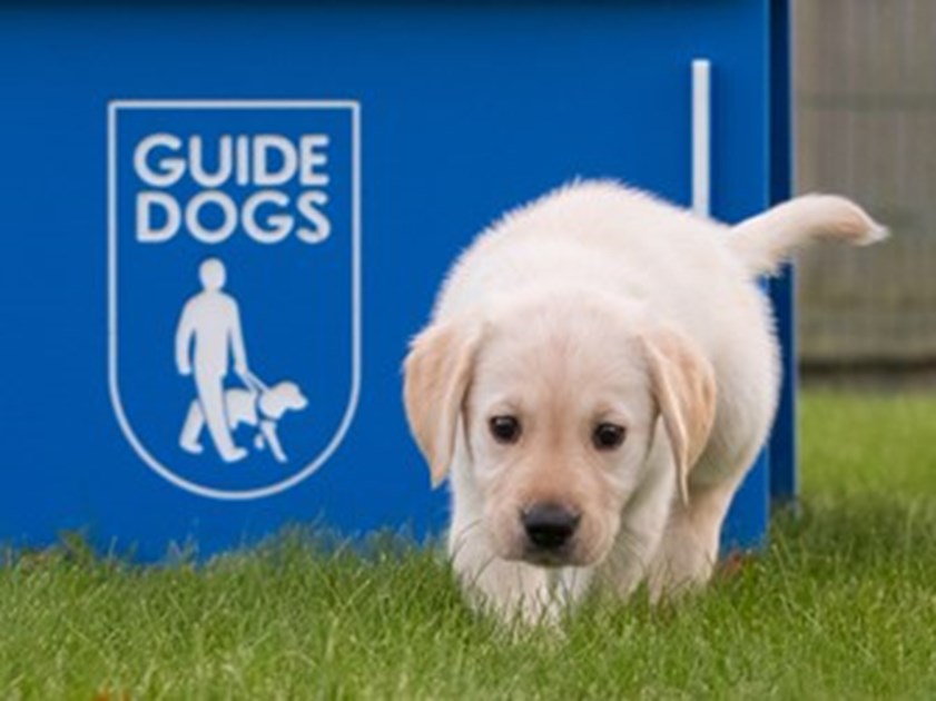Katie Fenna is fundraising for Guide Dogs