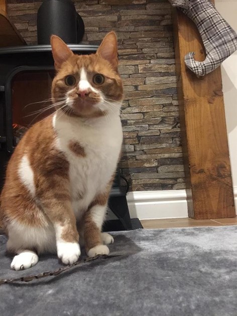 Martina McClements is fundraising for Yorkshire Cat Rescue