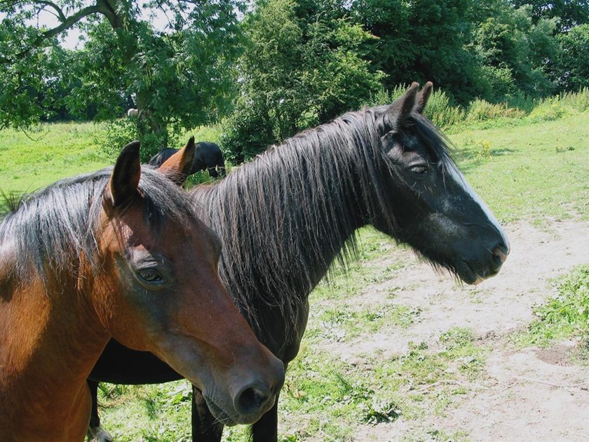 Rachel Wyer is fundraising for Hope Pastures Horse & Donkey Rescue and ...