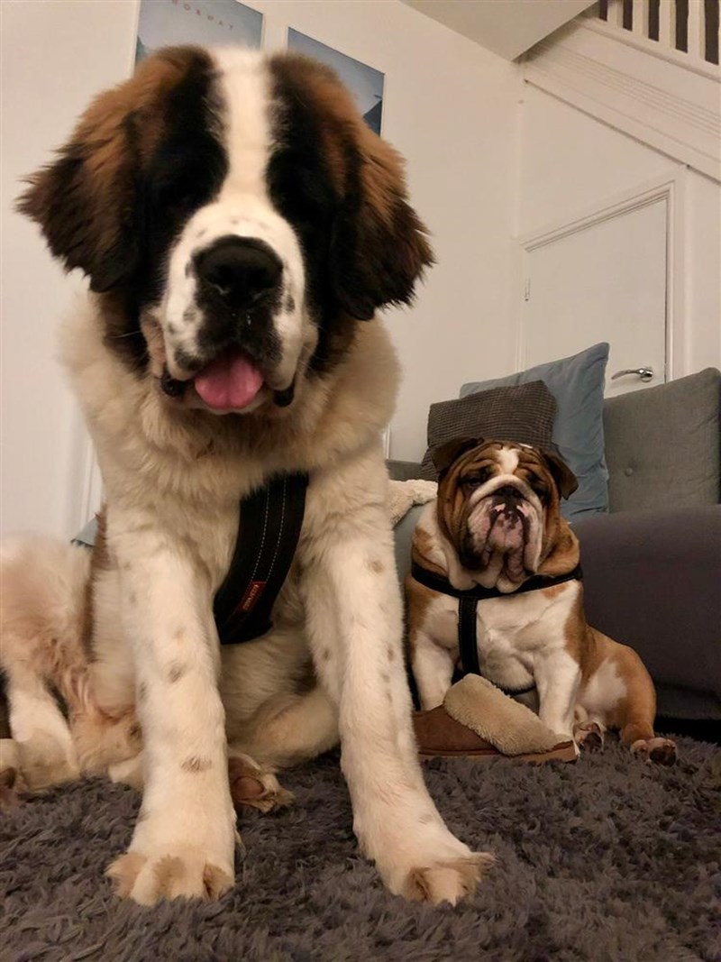 Kristen Dyson is fundraising for Battersea