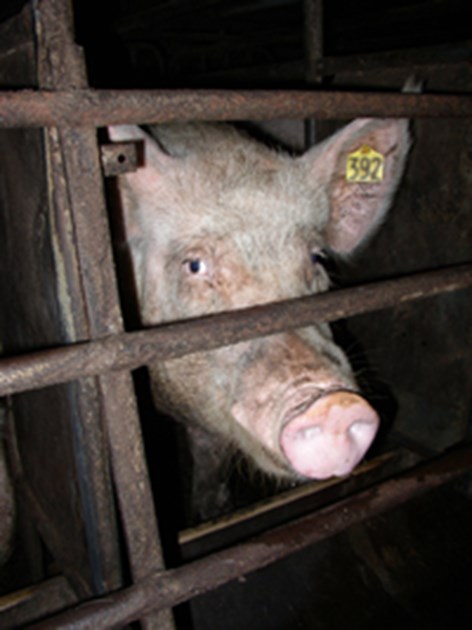 Carol Ireland is fundraising for Compassion in World Farming