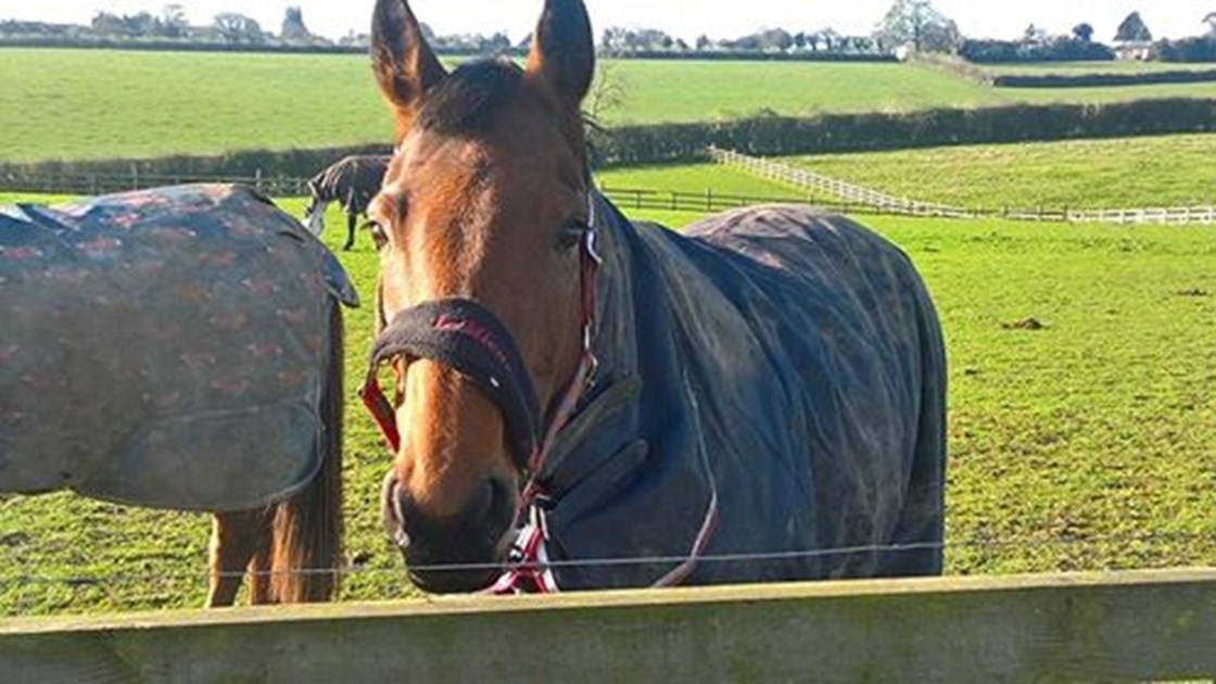 Amanda Whyte is fundraising for Hannah's Willberry Wonder Pony Charity