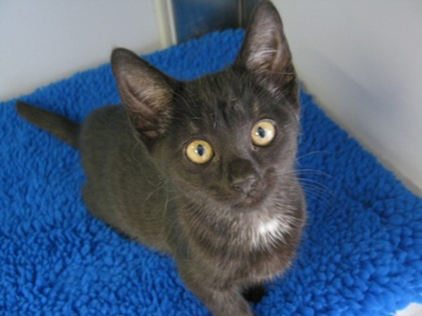 Ferndown Homing Centre is fundraising for Cats Protection