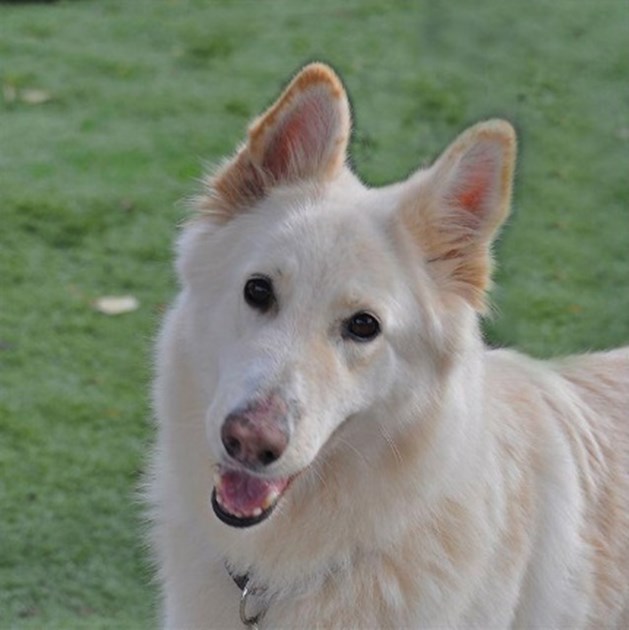 Daisy Timms is fundraising for The Leicester And Leicestershire Animal ...