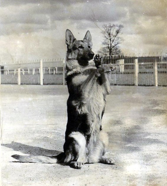 Alan Vowles is fundraising for WAGS Retired Police Dogs