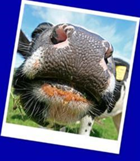 Alison Ridgway is fundraising for Willen Hospice