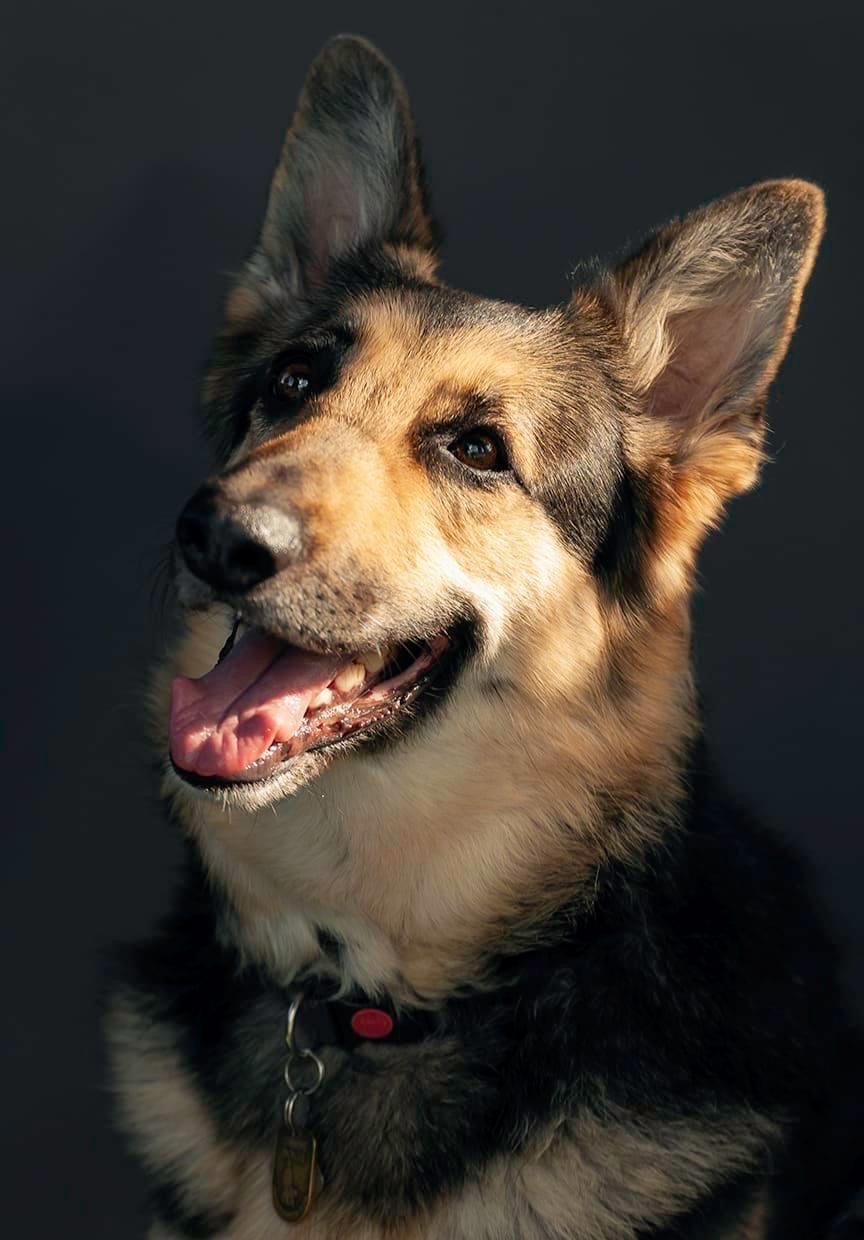 Guide Dogs Chesterfield is fundraising for Guide Dogs