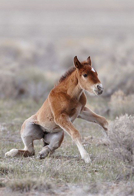 Zoe Batten is fundraising for The British Red Cross Society
