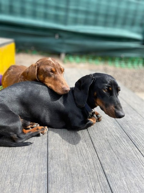 Magdalena Trafas is fundraising for Oak Tree Animals' Charity