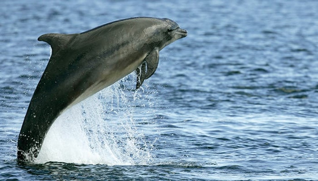 Janet Kingdom is fundraising for Whale And Dolphin Conservation