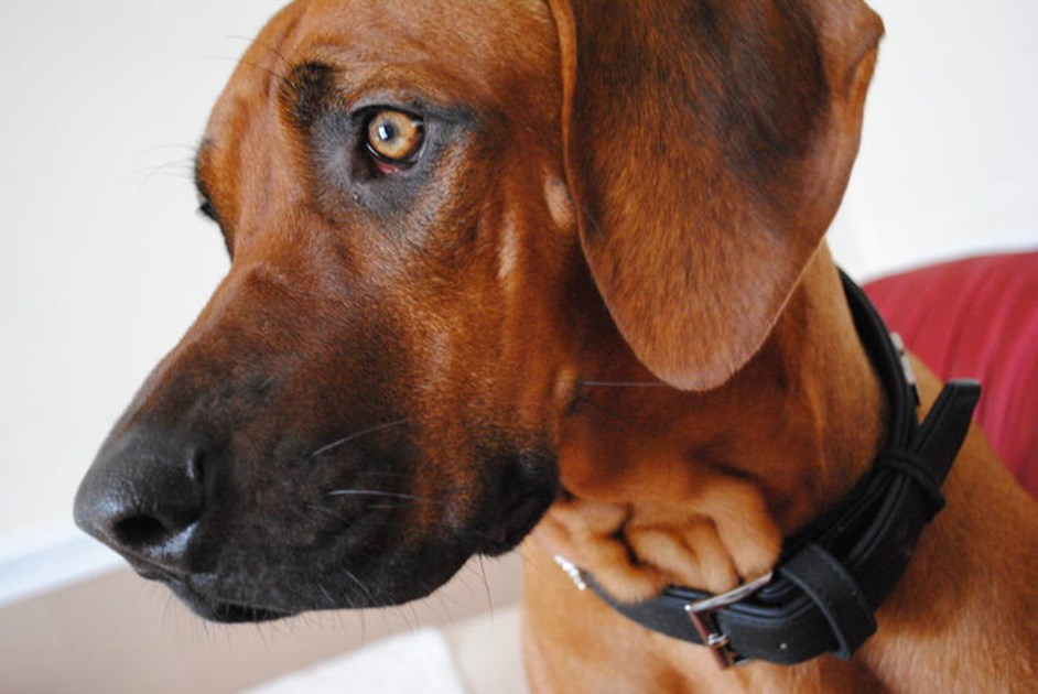 Emma Lovejoy is fundraising for Medical Detection Dogs
