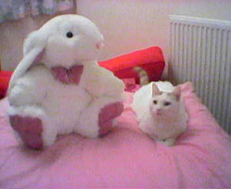 Sally-Anne Wright is fundraising for Cats Protection