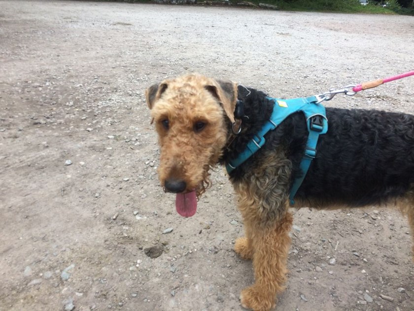 Charlie Gladden is fundraising for Battersea