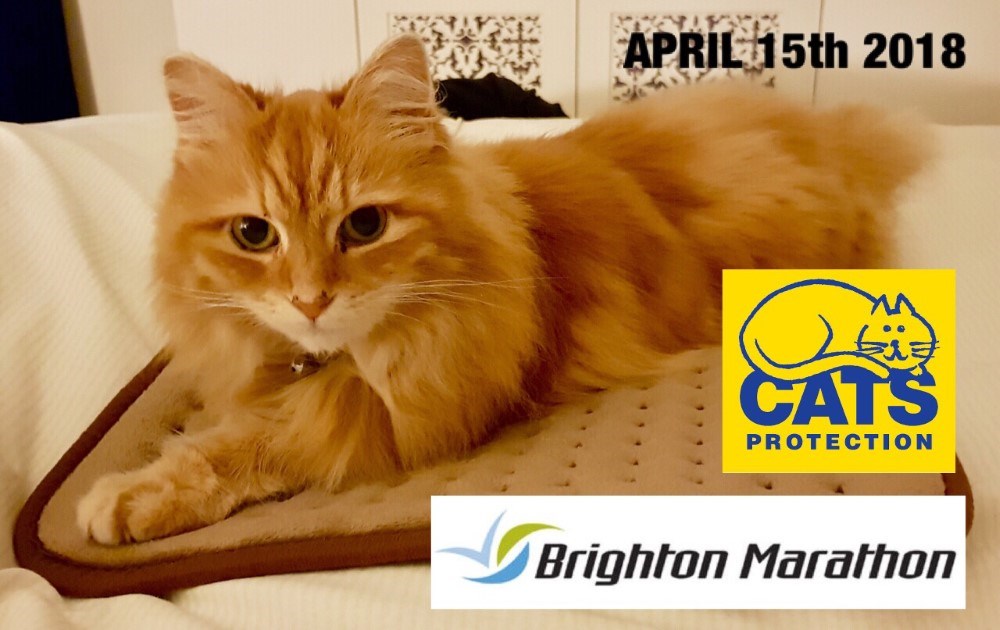 John Pettifor is fundraising for Cats Protection