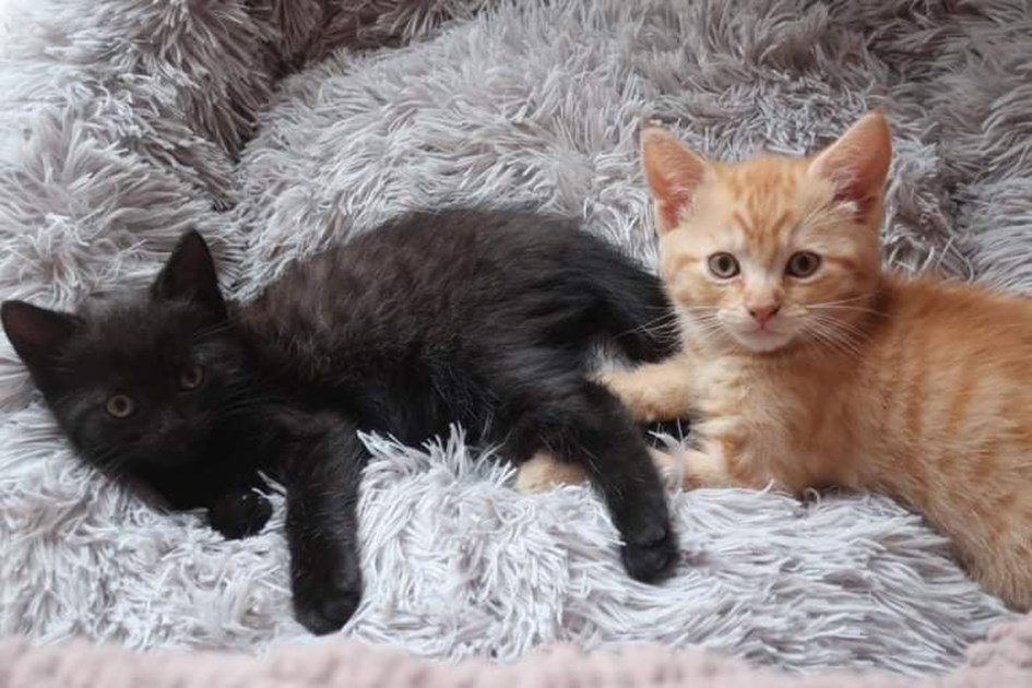 MiloandFizz Geordie Cats is fundraising for Chris Lucas Trust