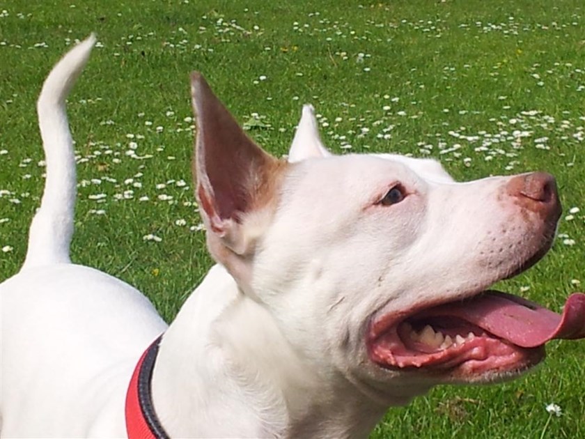 Rowena Lennon is fundraising for Battersea