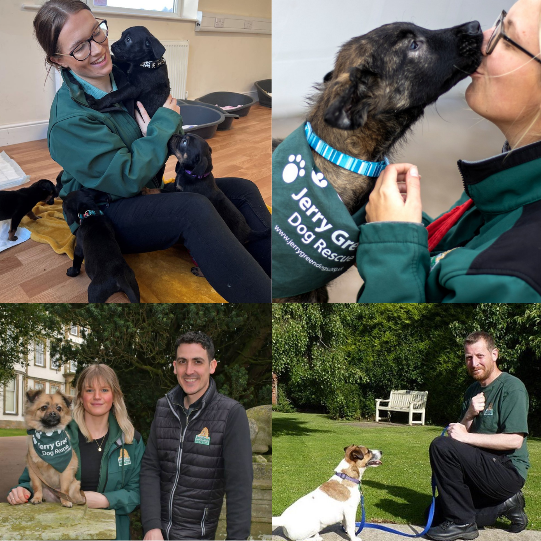 Lavender Paws and Dirty Tails In Aid Of Jerry Green Dog Rescue - JustGiving