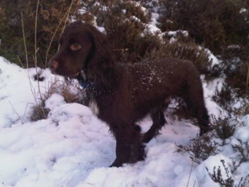 Stuart Raine is fundraising for Eden Animal Rescue