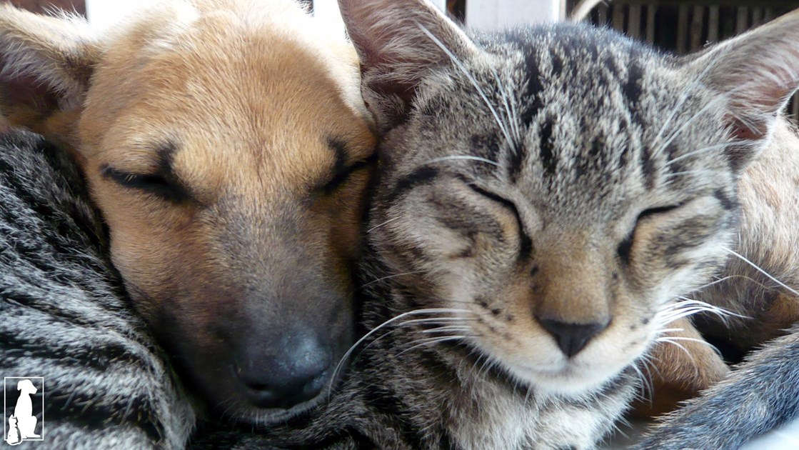 Drew Fagrell-Elliott is fundraising for The Mayhew Animal Home