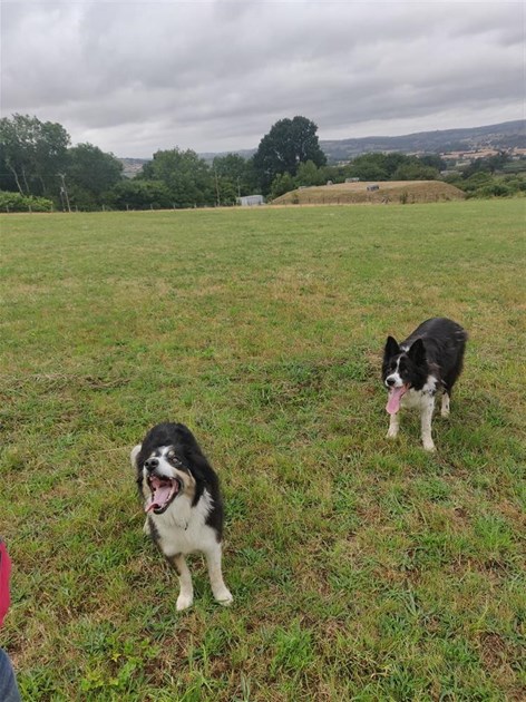 Dominique Gabrielle is fundraising for Dogs Trust