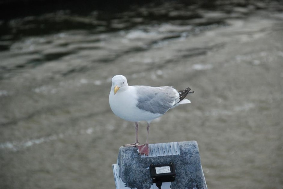 Tom McInally is fundraising for Revive MS Support