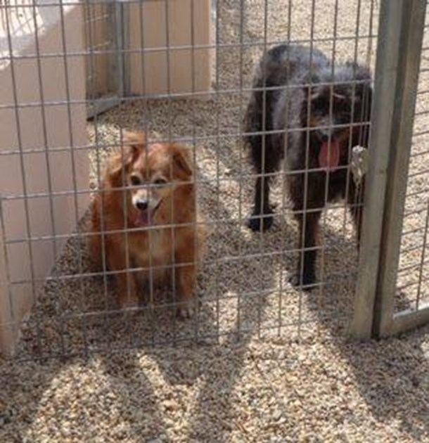 Sarah Annison is fundraising for DogWatch UK