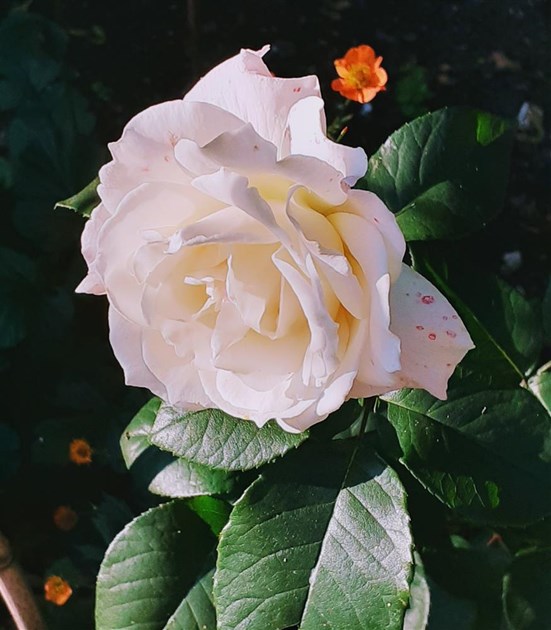 B P is fundraising for Romsey Cancer Support Centre - Jane Scarth House