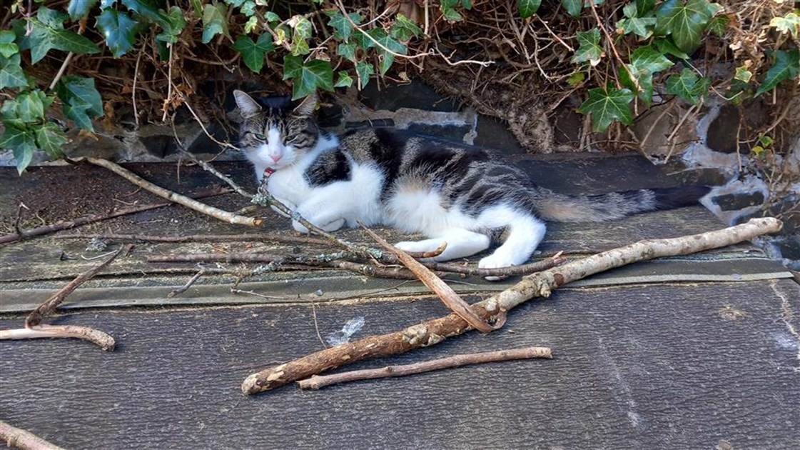 Joan Todd is fundraising for Lothian Cat Rescue