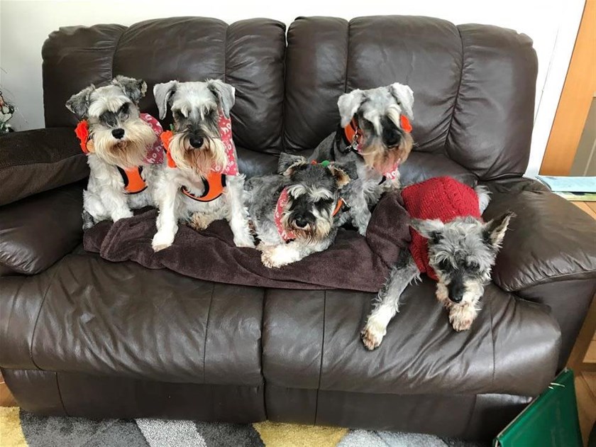 Heather Godwin is fundraising for Schnauzerfest