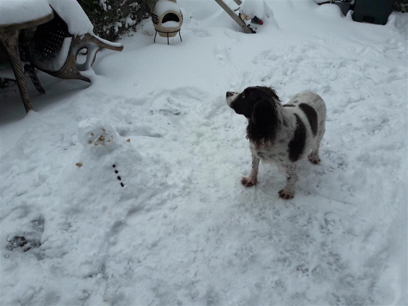 Millie B is fundraising for The Mayhew Animal Home